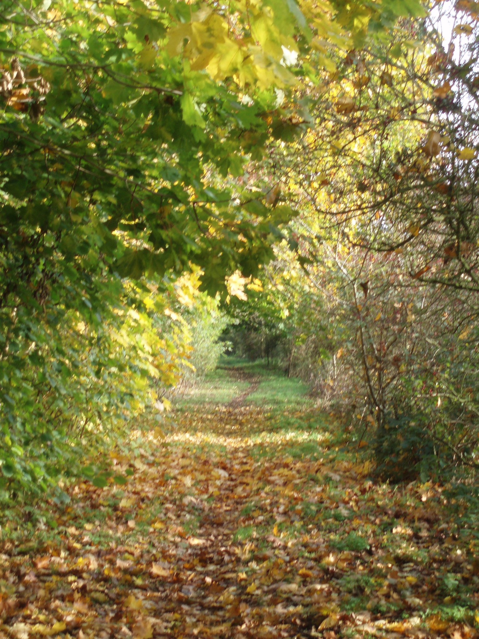 Long Melford, home to six generations of my family – Untangled Family ...